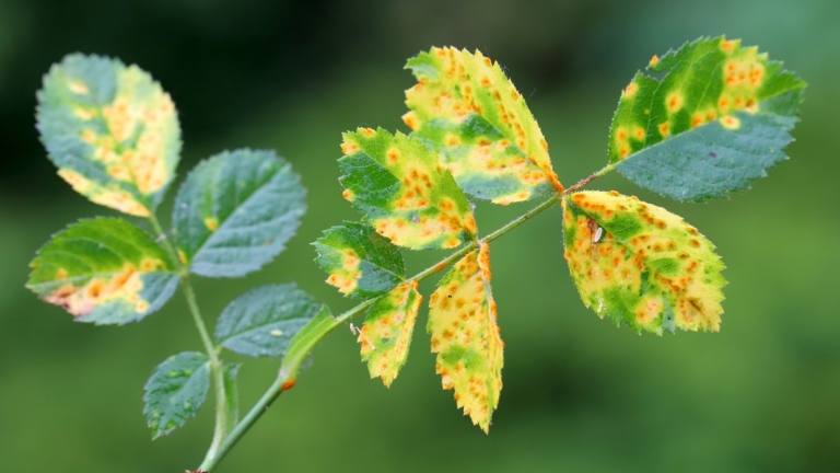 Why Your Garden Plants are Turning Yellow and How to Fix it