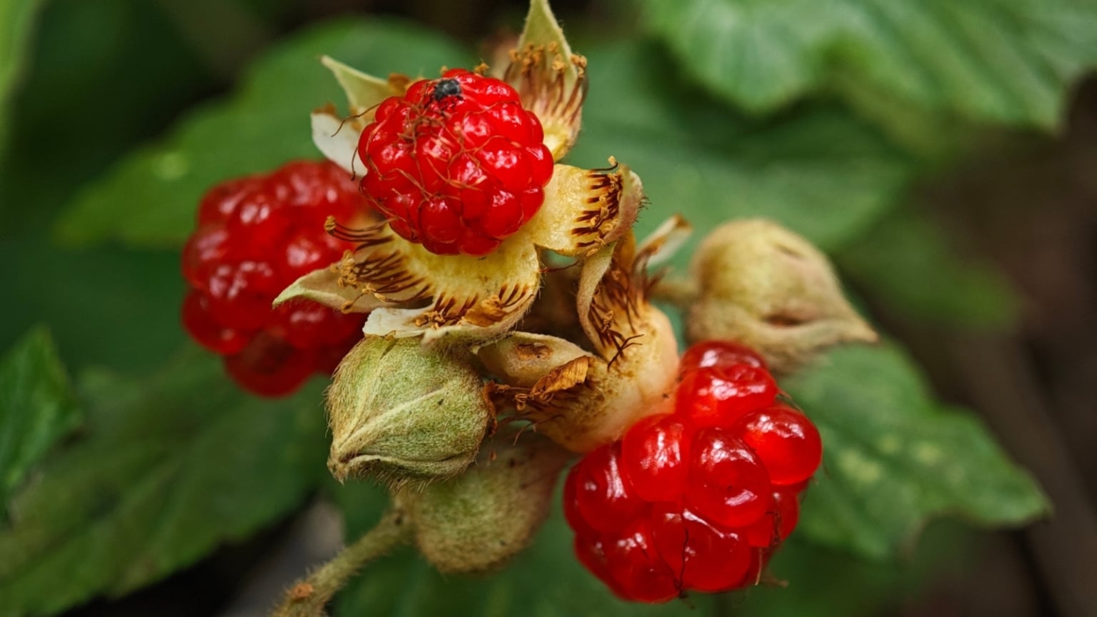 The 12 Most Difficult Weeds to Eradicate