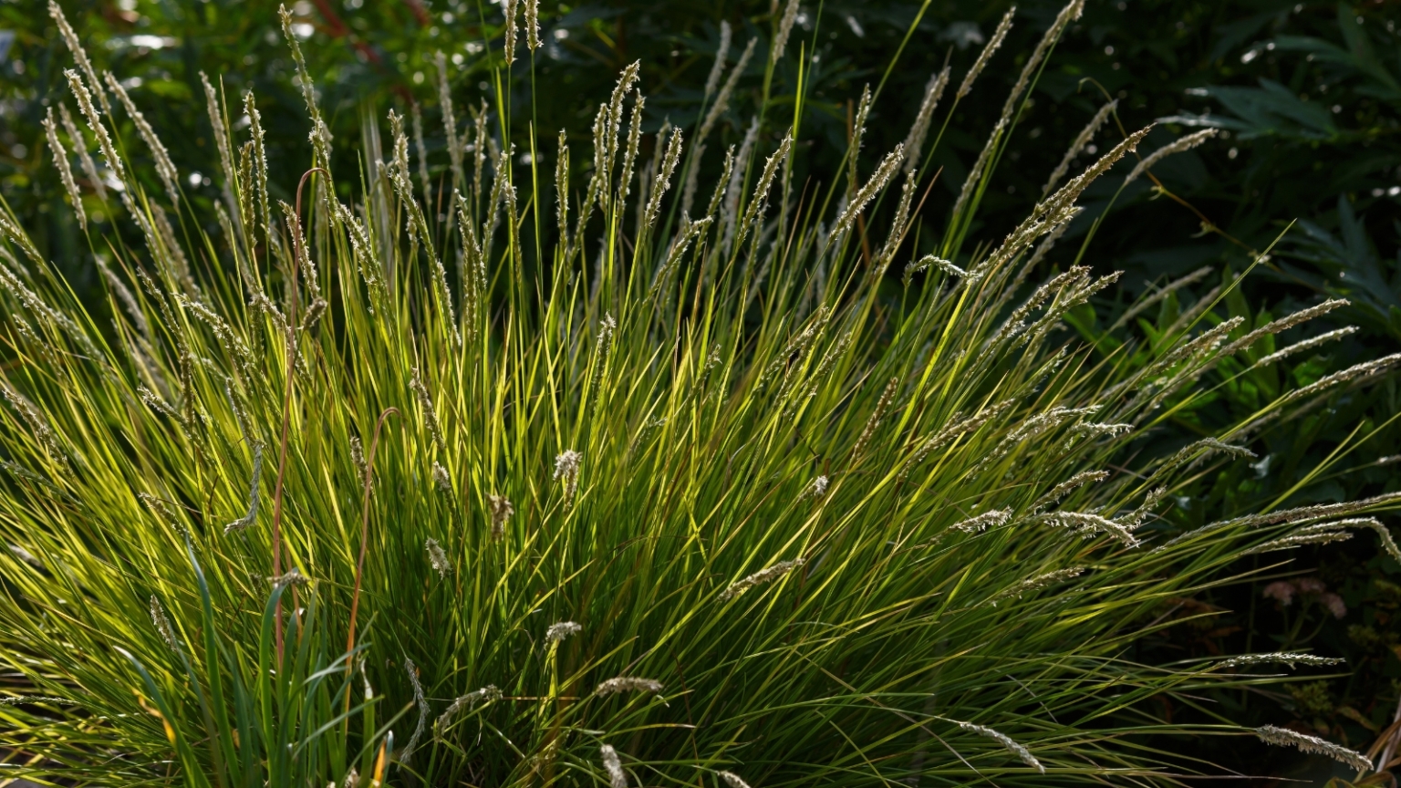 9 Best Grass Varieties That Stay Green All Year