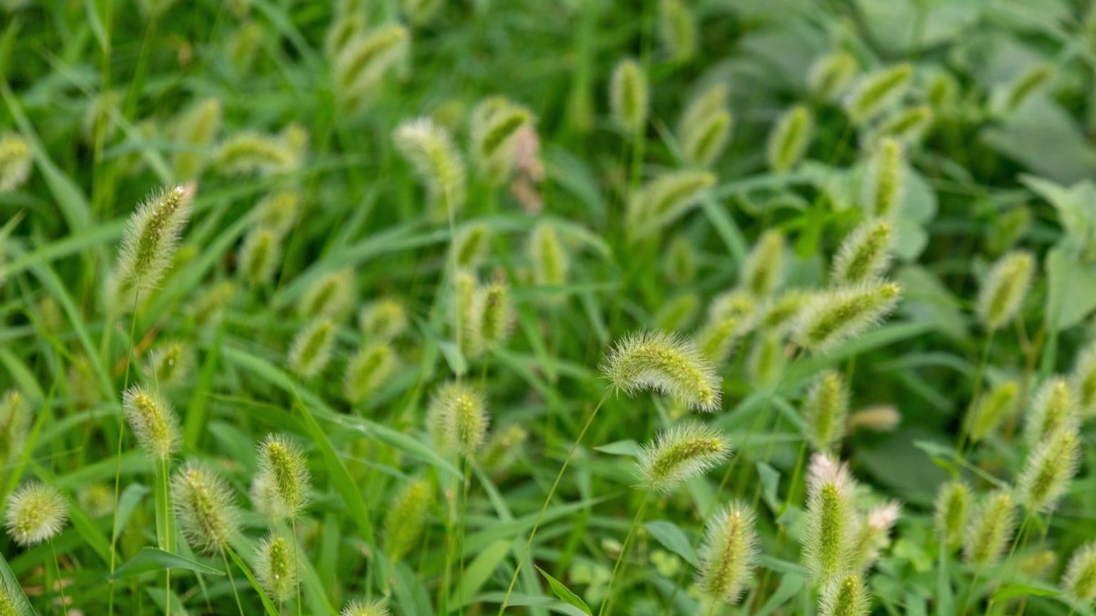How to Identify and Control Foxtail Weed