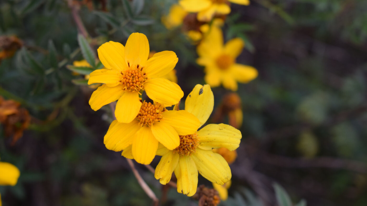 How to Plant, Grow, and Care for Copper Canyon Daisies