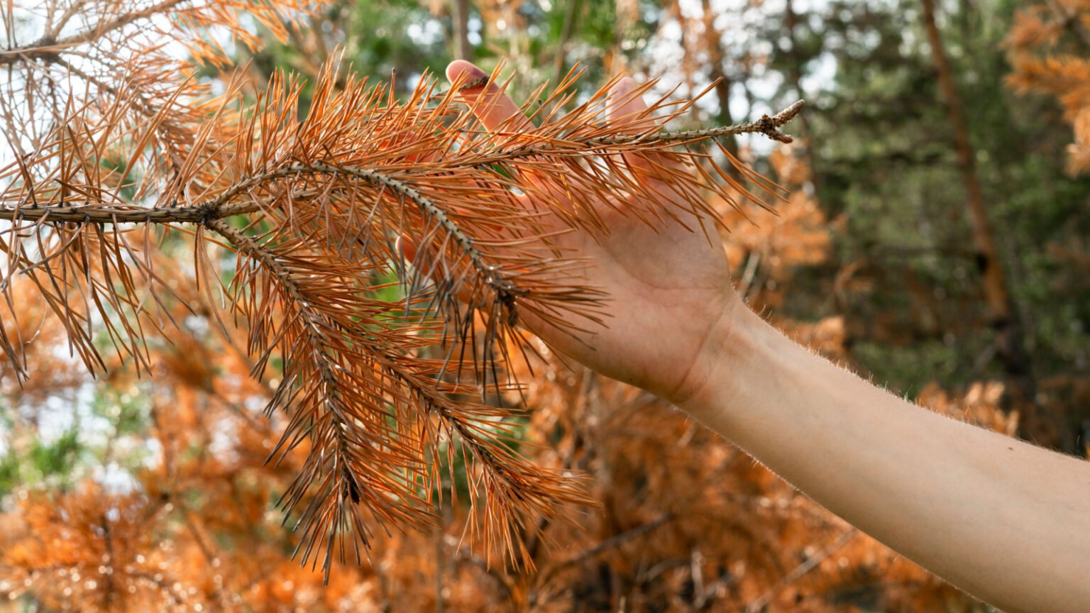 Pine Trees Turning Brown: Causes and Solutions