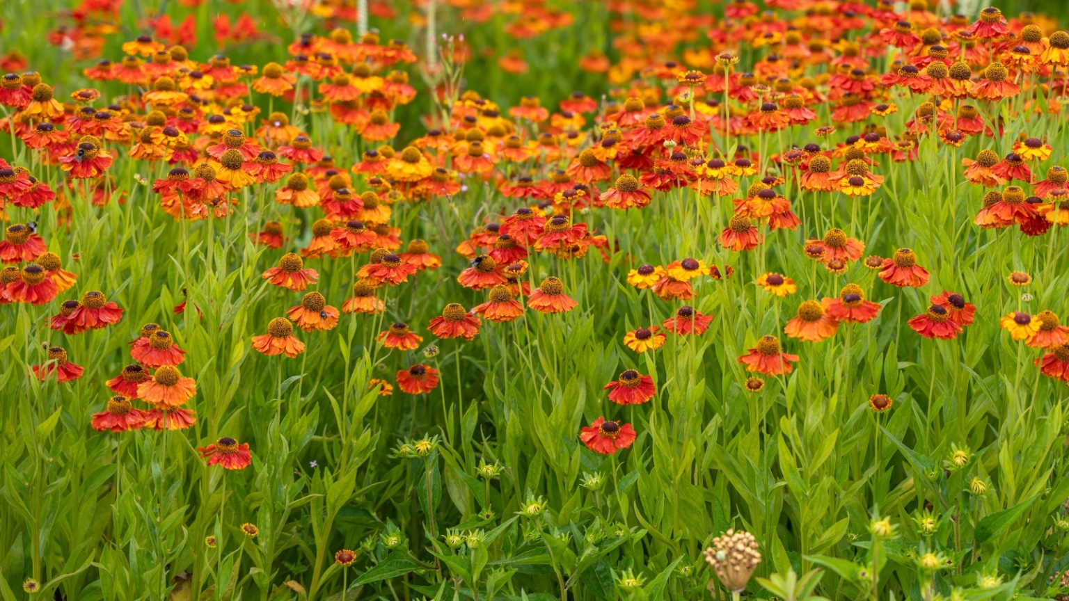 11 Best Perennials for Late Summer Color