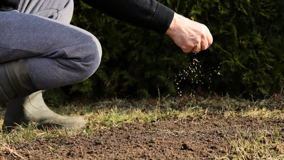 How To Plant Grass Seed in Your Lawn’s Bare Spots: 5 Easy Steps