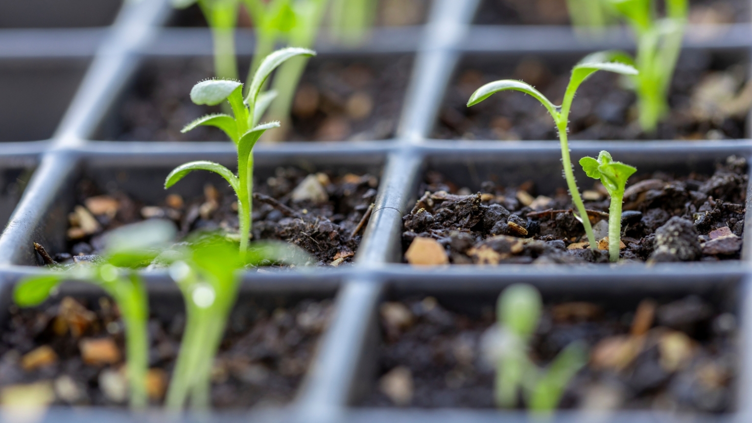 How to Plant, Grow, and Care for Pink Mulla Mulla
