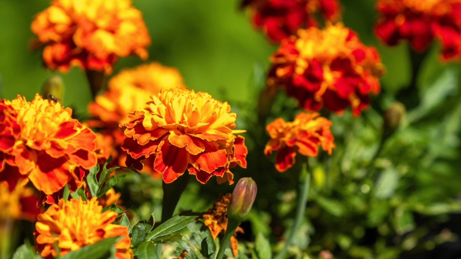 13 Stunning Flowers That Bloom in August