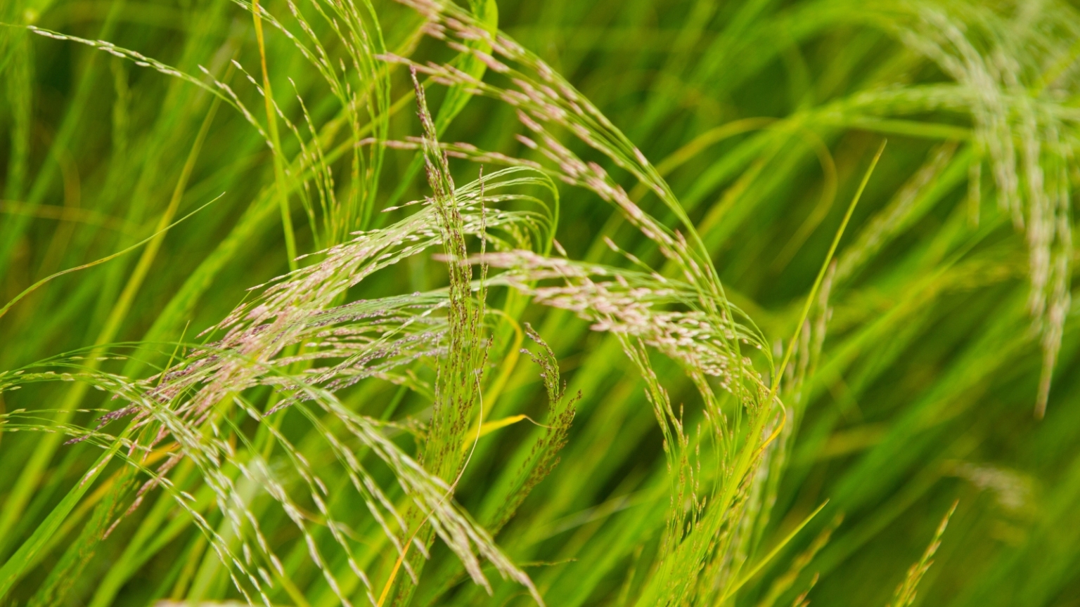 The Best Grains to Grow at Home for Delicious Bread