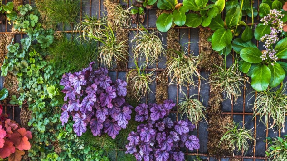 How To Create a Showstopping Plant Wall