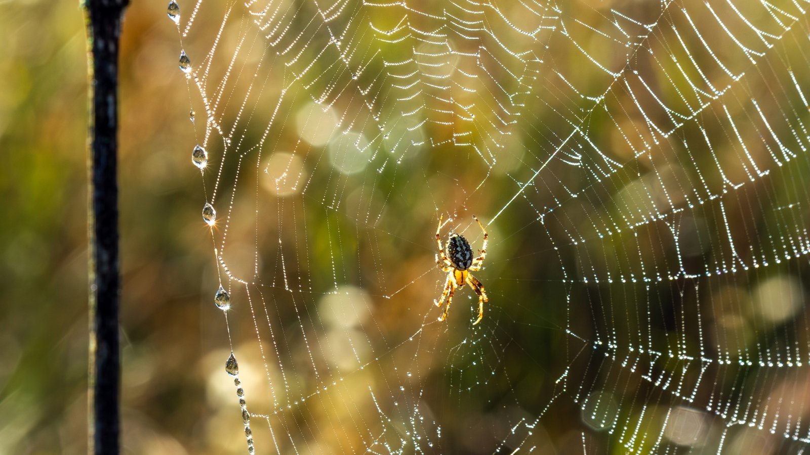 Good and Bad Spiders in the Garden: What You Should Know
