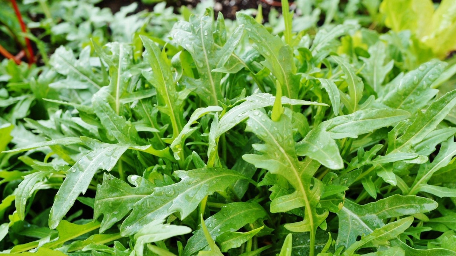 What to Plant in Your GreenStalk Planter This Fall