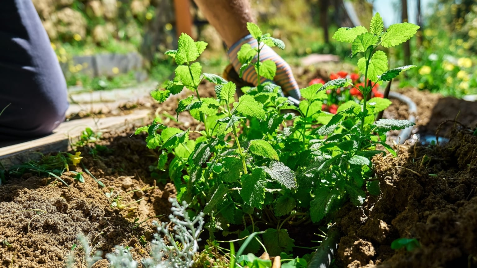 13 European Herbs That Thrive in Autumn’s Cooler Weather
