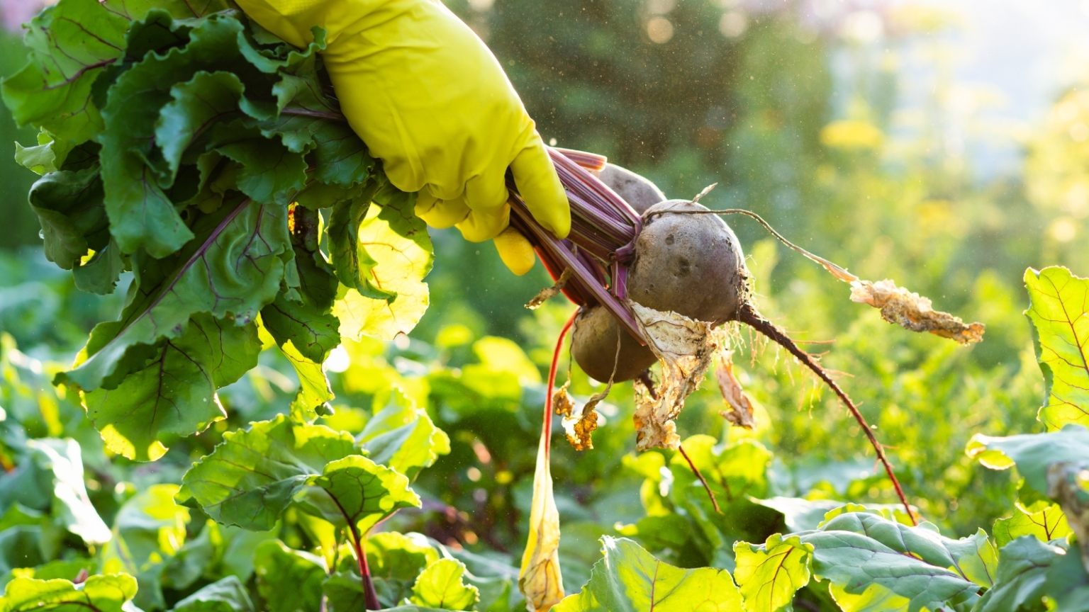 When to Harvest the Most Common Autumn Vegetables: A Beginner's Guide