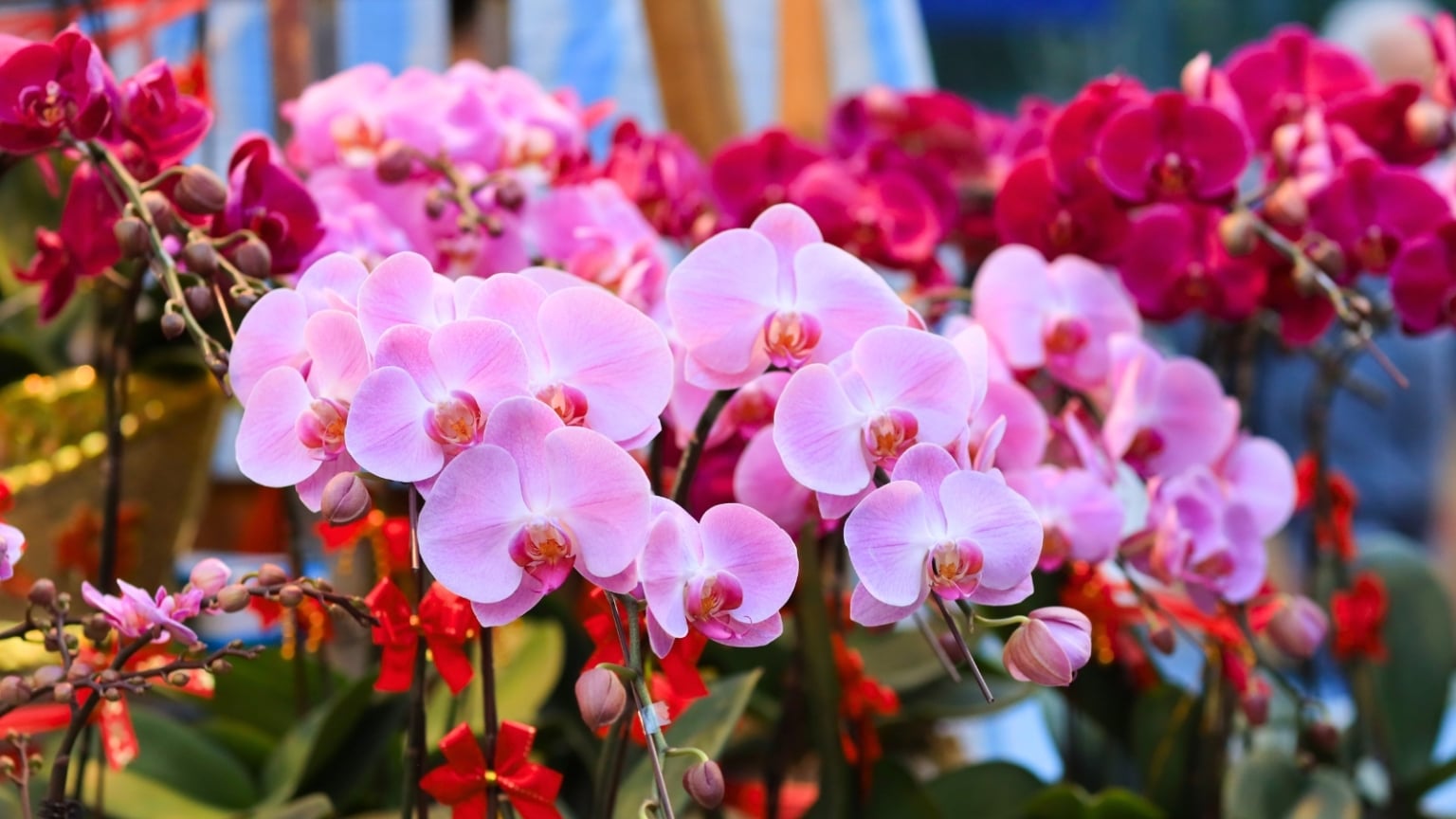 11 Best Flowers for Allergy Sufferers