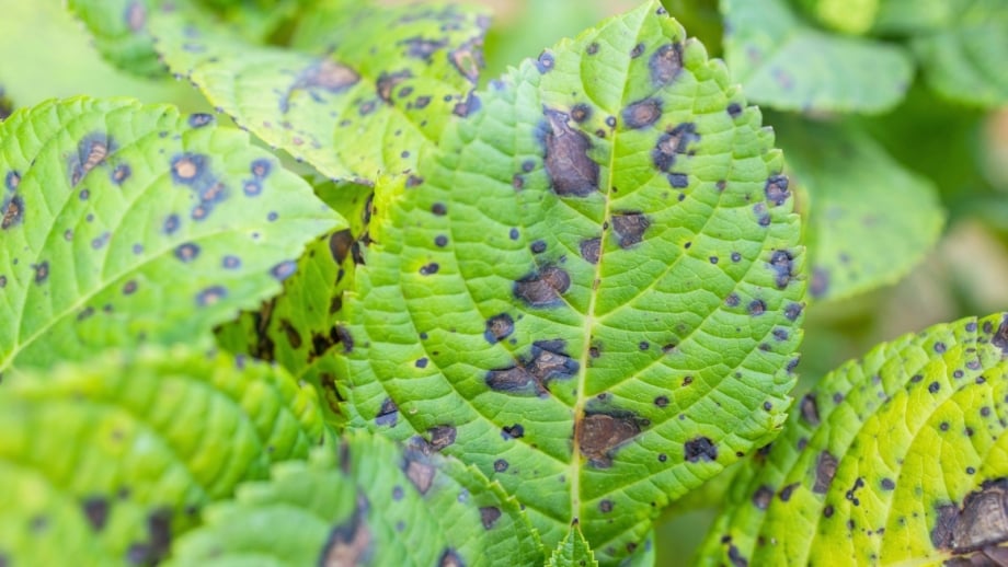 9 Tips to Keep Your Hydrangeas Happy During a Drought