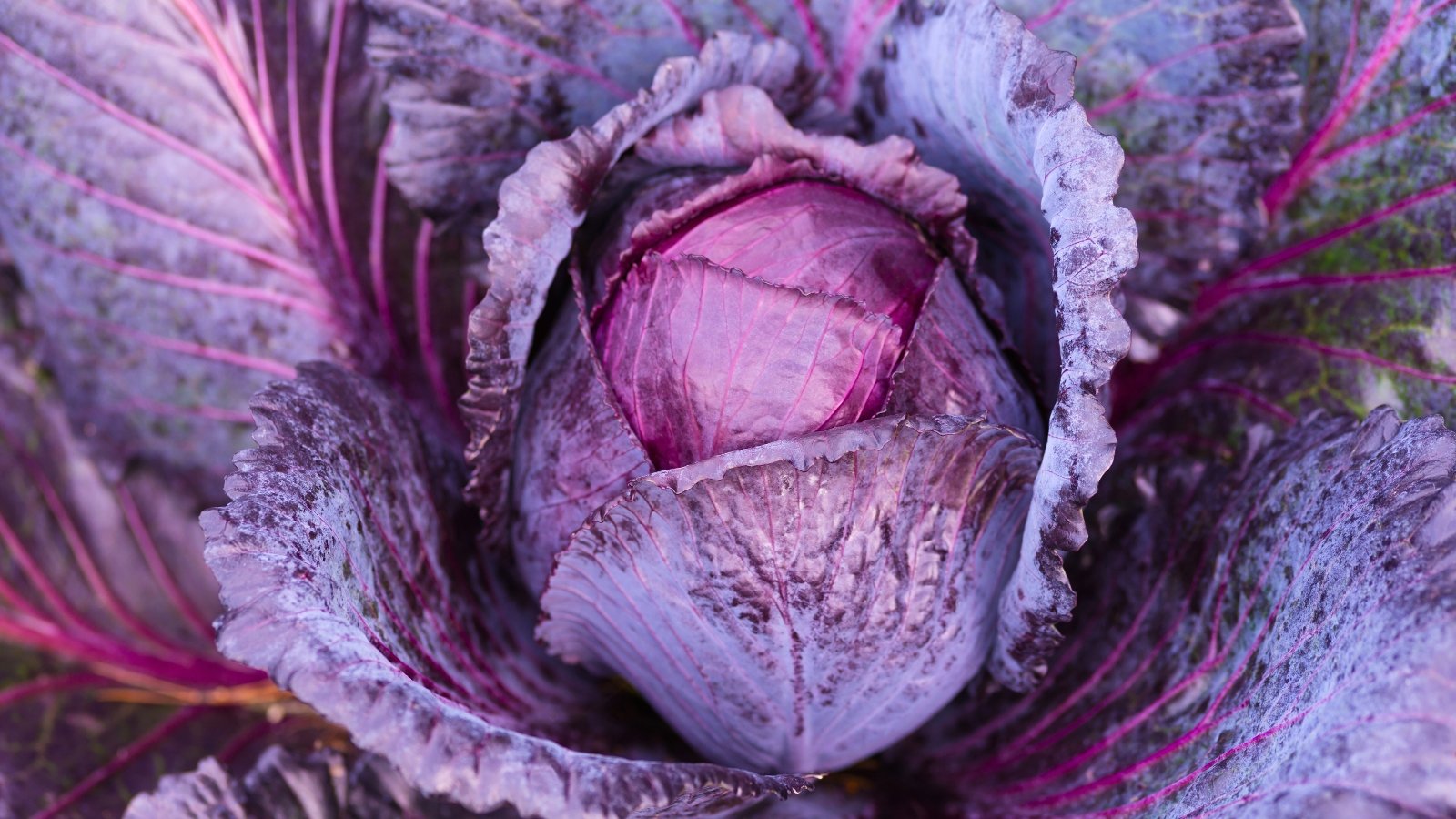 9 Cabbage Varieties We’re Sowing Now for Fall