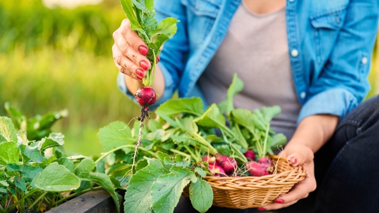 11 Vegetables to Plant This Month for Fall Harvests
