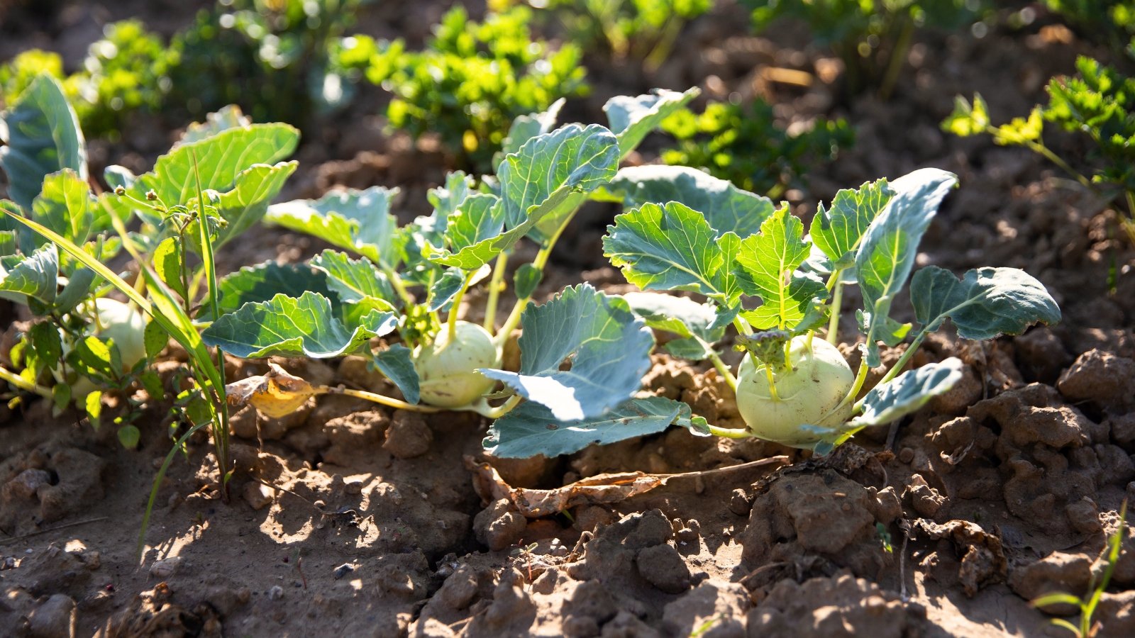 A Succession Planting Guide for Continuous Fall Harvests