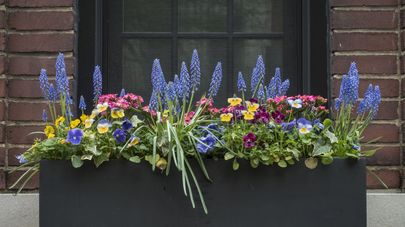 7 Fall Window Box Plant Combos That Last Until Winter