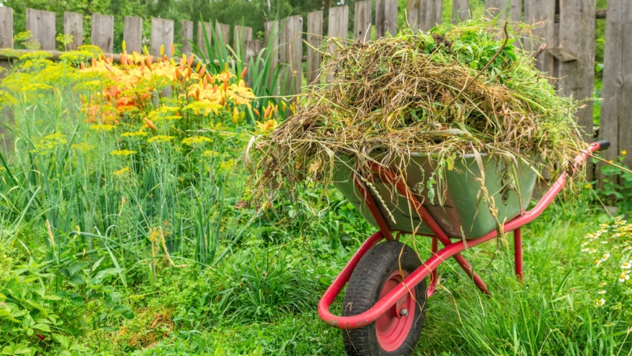 Fixing an Overgrown Garden: How to Calm the Chaos