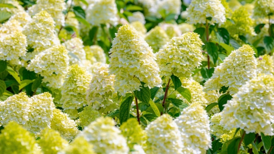 13 Stunning Flowers That Bloom in August