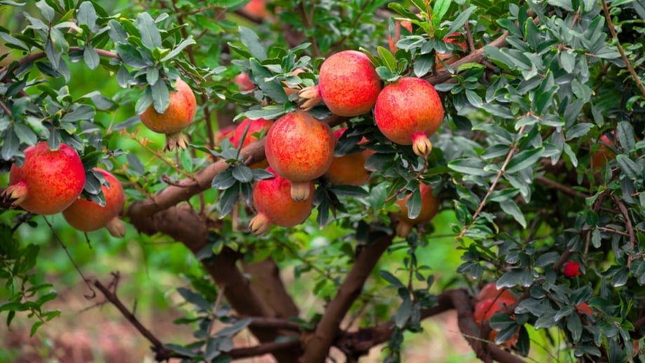 11 Underrated Fruit Trees You Can Plant in September