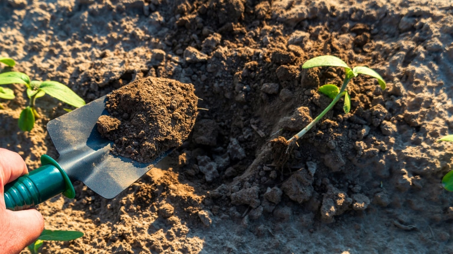 Why Your Garden Plants are Turning Yellow and How to Fix it