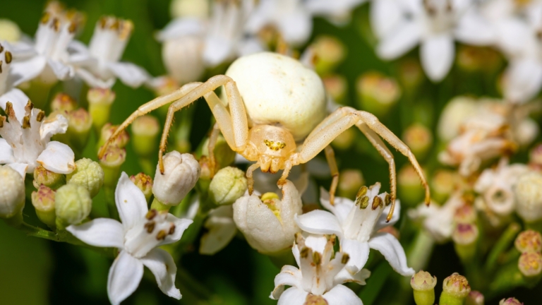 Good and Bad Spiders in the Garden: What You Should Know
