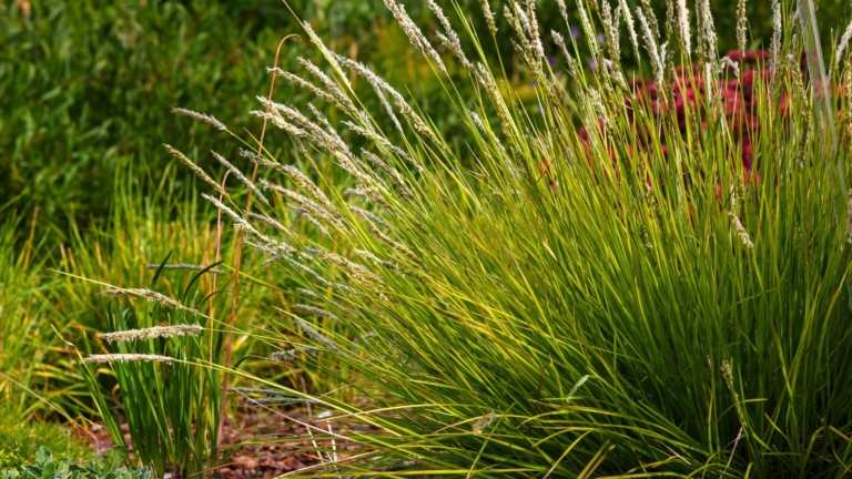 9 Best Grass Varieties That Stay Green All Year