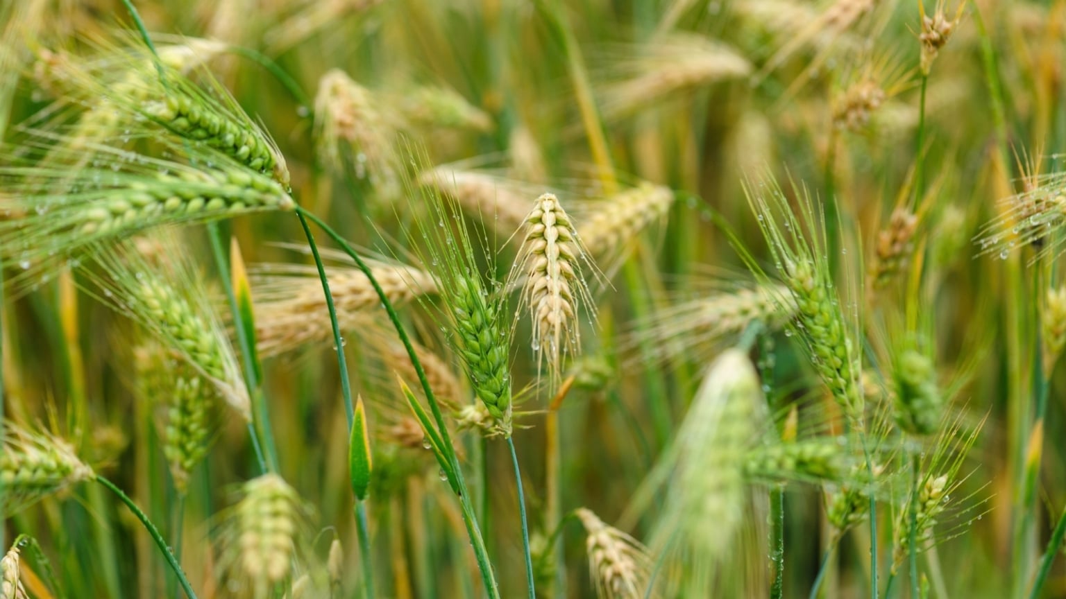 The Best Grains to Grow at Home for Delicious Bread