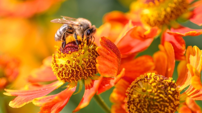 7 Steps You Can Take Now to Help Pollinators in the Late Summer Garden