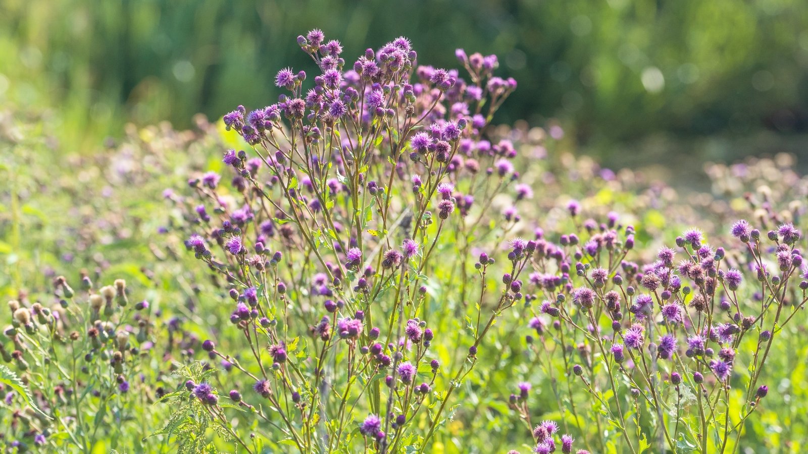 The 12 Most Difficult Weeds to Eradicate