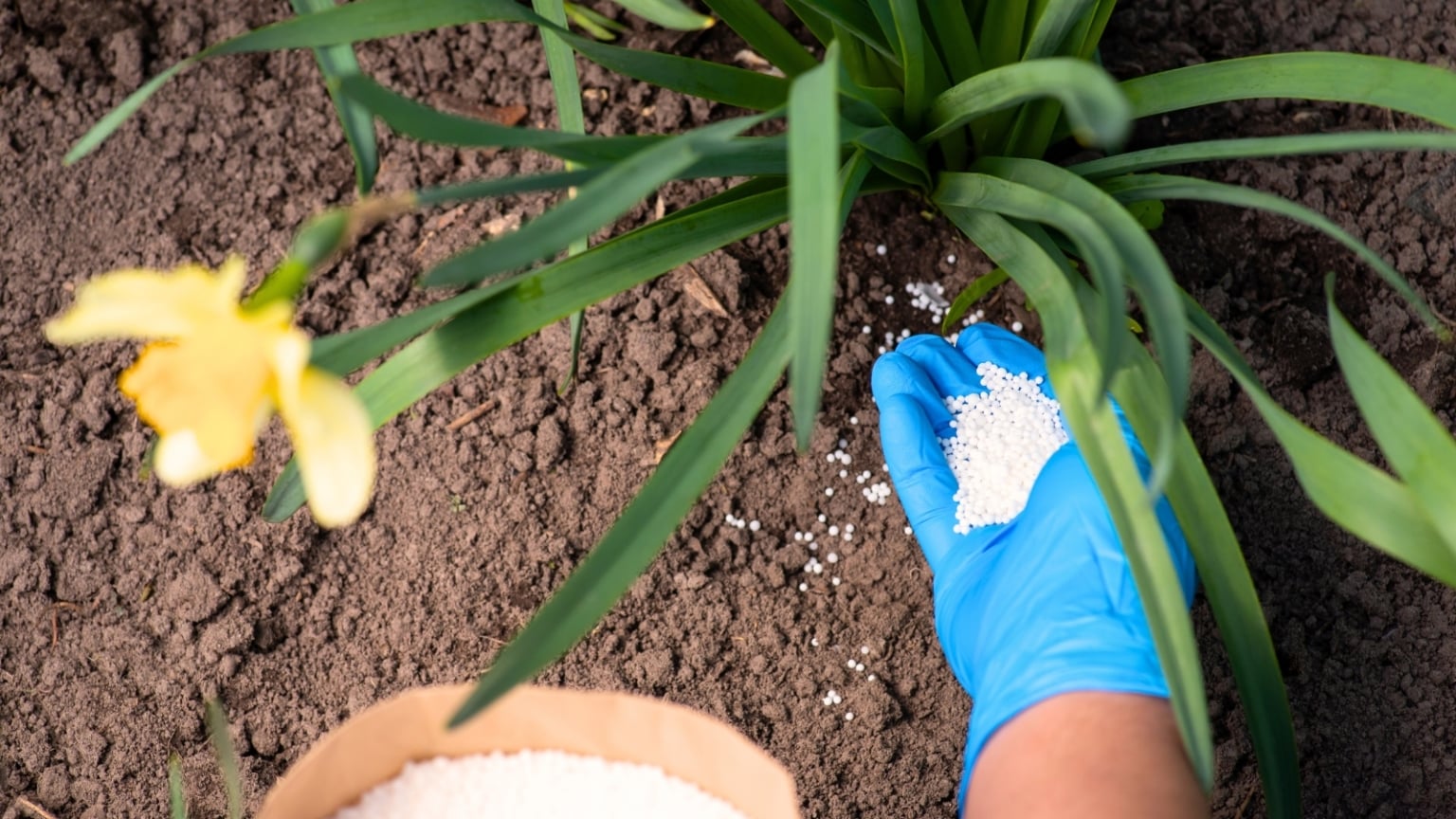 15 Garden Plants You Should Never Fertilize in August