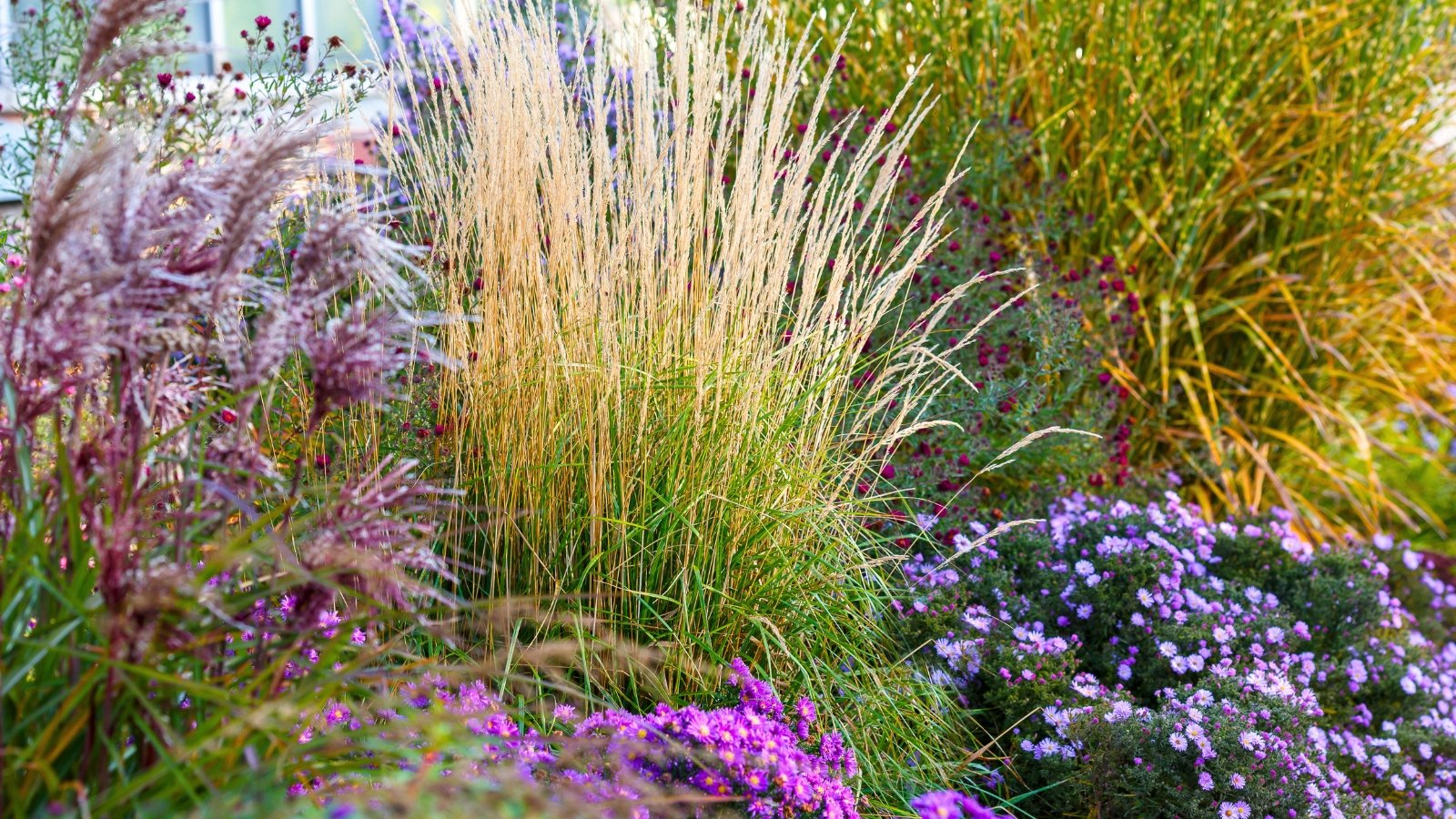 Designing with Ornamental Grasses for Fall Movement: 9 Tips and Tricks