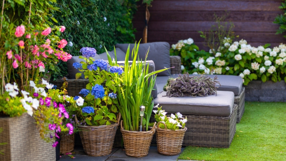 13 Patio Plants That Smell Amazing