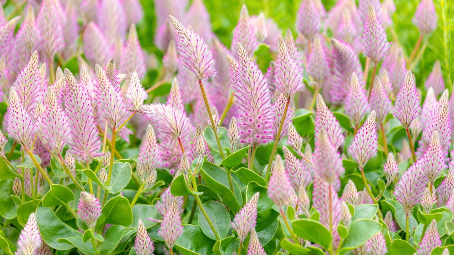 How to Plant, Grow, and Care for Pink Mulla Mulla