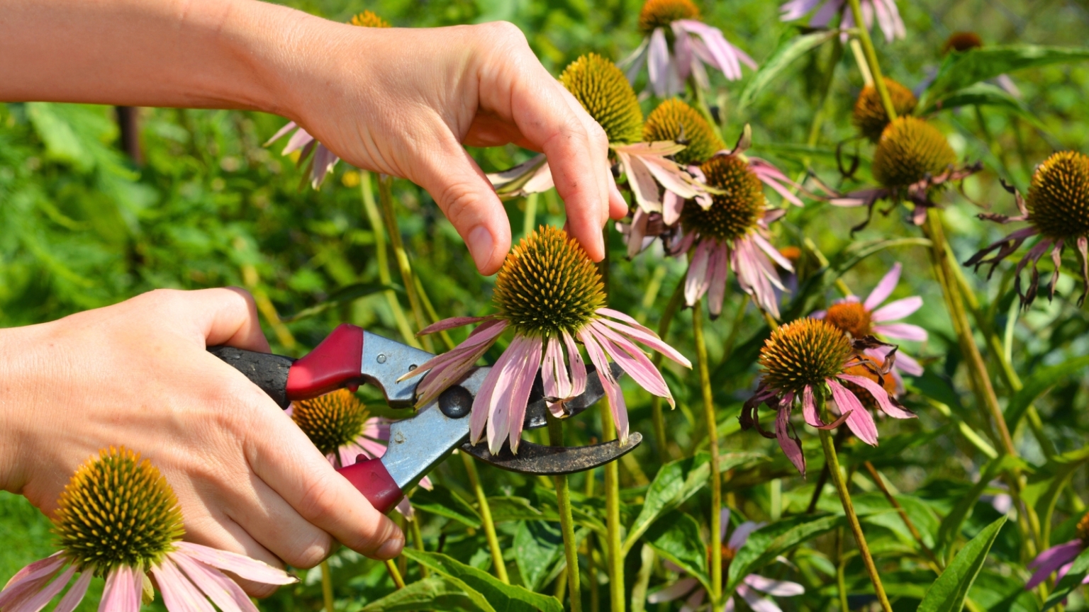 11 Summer-Blooming Plants You Should Cut Back in September