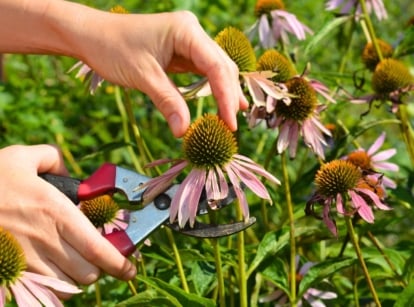 Fall Planting for Spring Flowers: Timing and Selection Guide