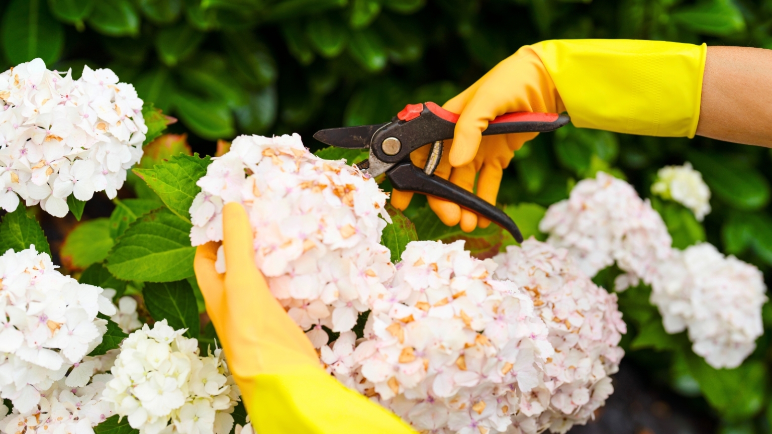 11 Plants You Should Never Prune in August