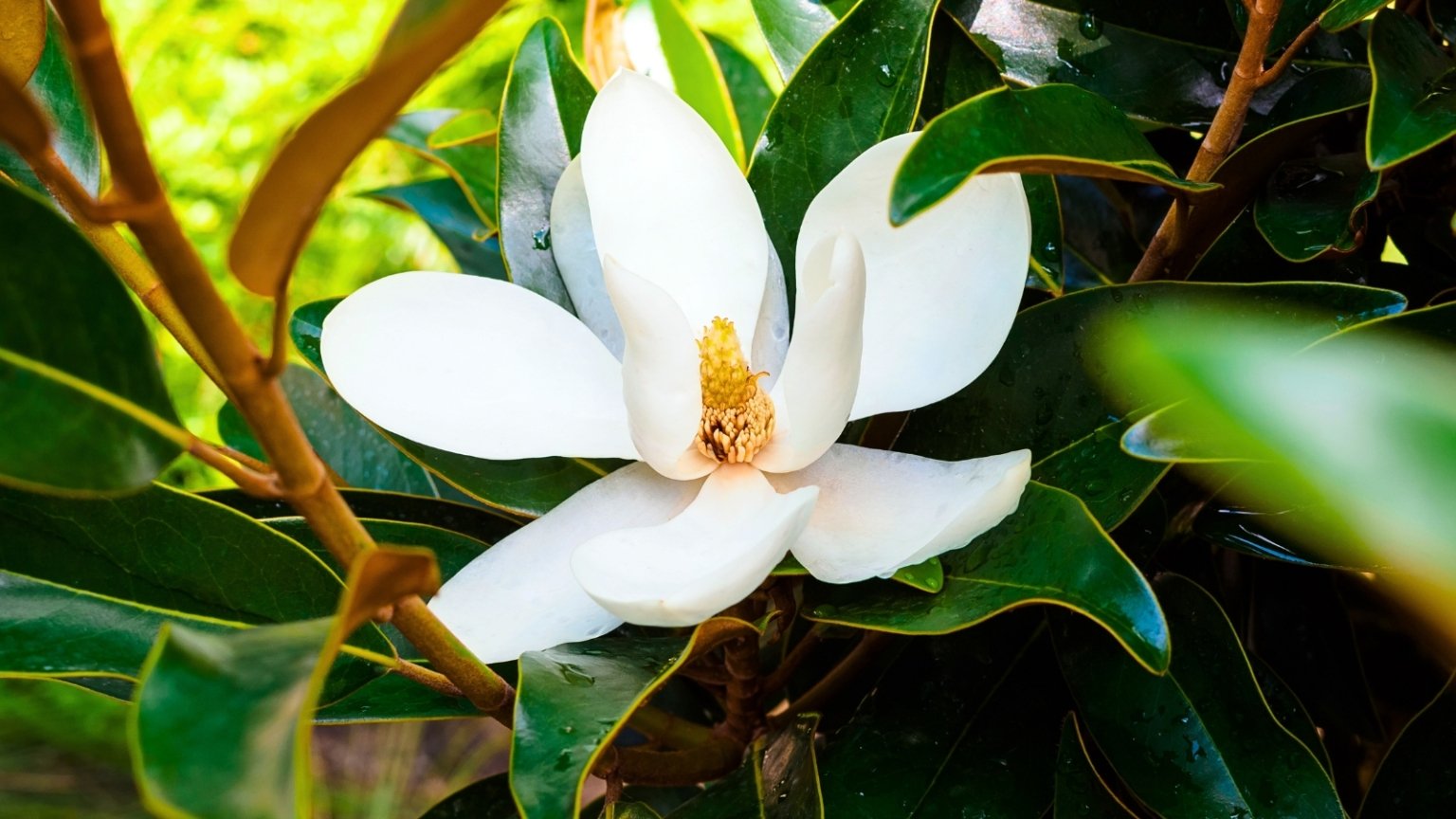 11 Garden Plants We Love That Smell Like Lemons
