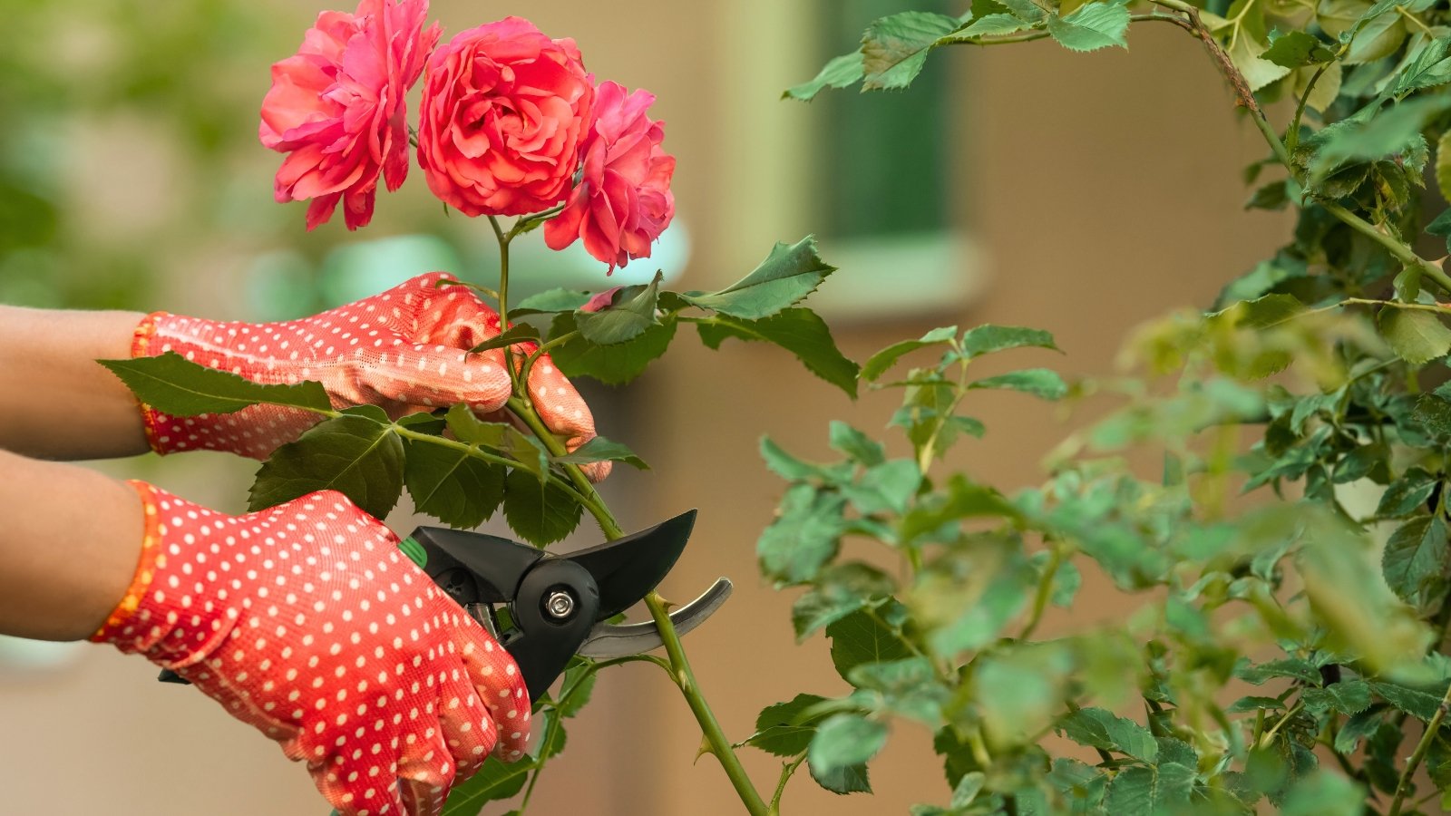 Time is Running Out to Prune Roses: What to do Right Now