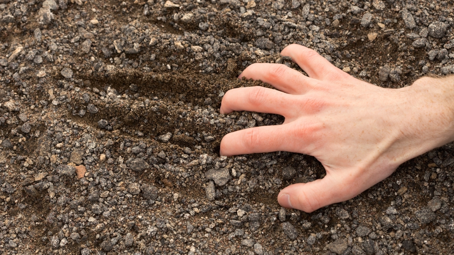 How to Plant, Grow, and Care for Pink Mulla Mulla