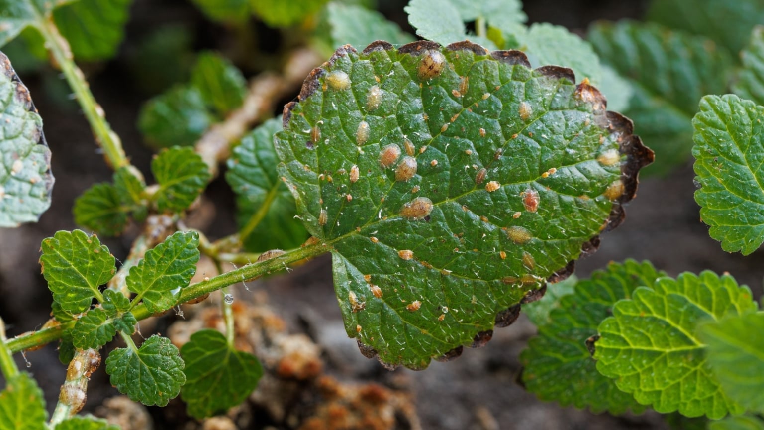Why Your Garden Plants are Turning Yellow and How to Fix it