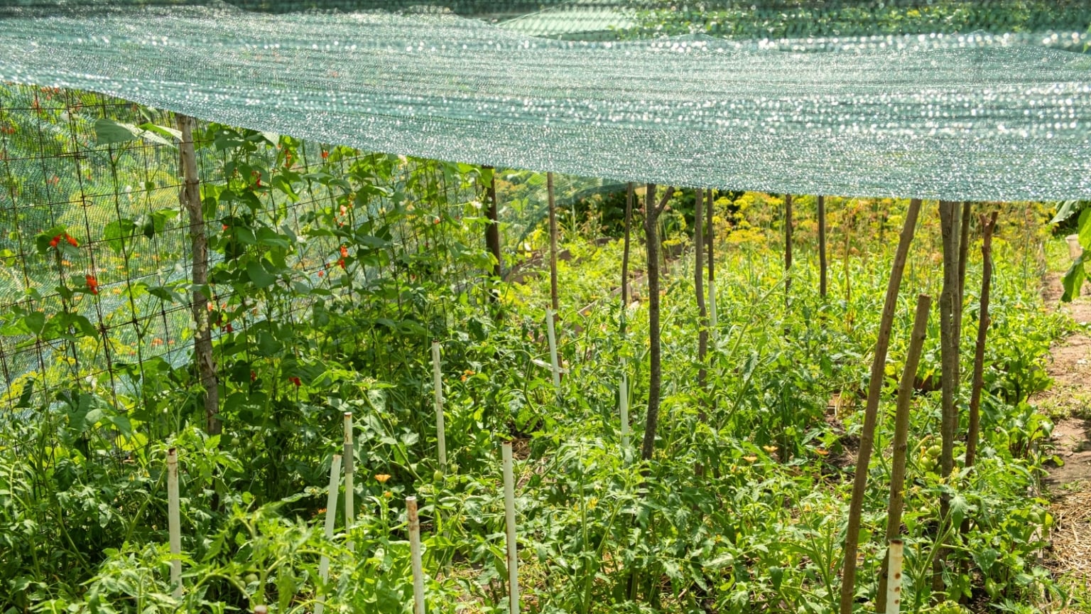 Does Shade Cloth Actually Work in the Garden?