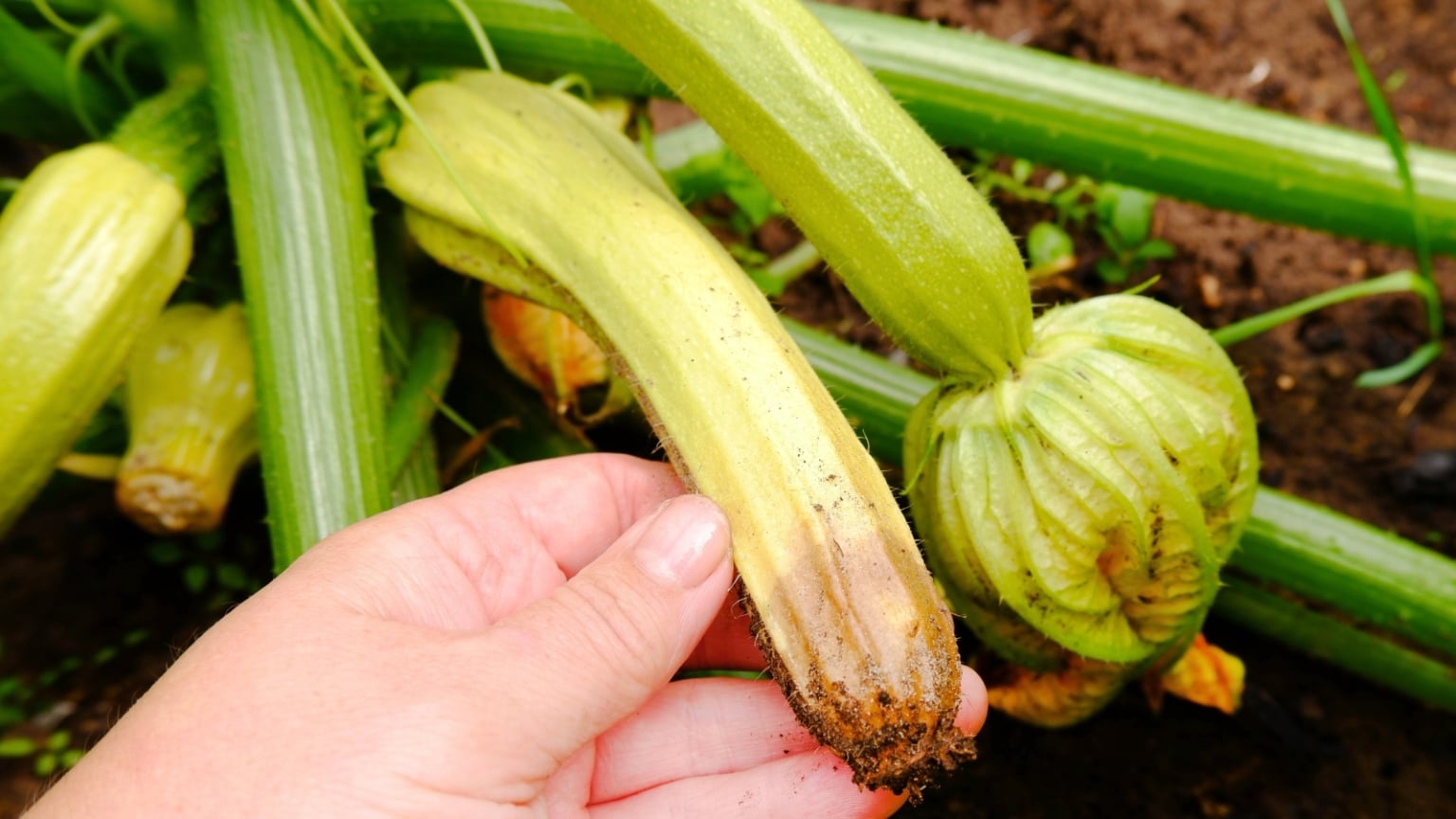Blossom End Rot in Squash: Why it Happens and How to Fix It
