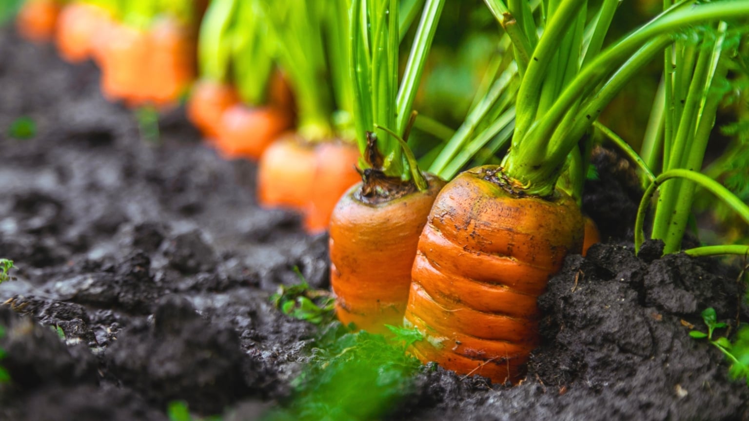 11 Seeds to Start in September for a Fall and Winter Harvest