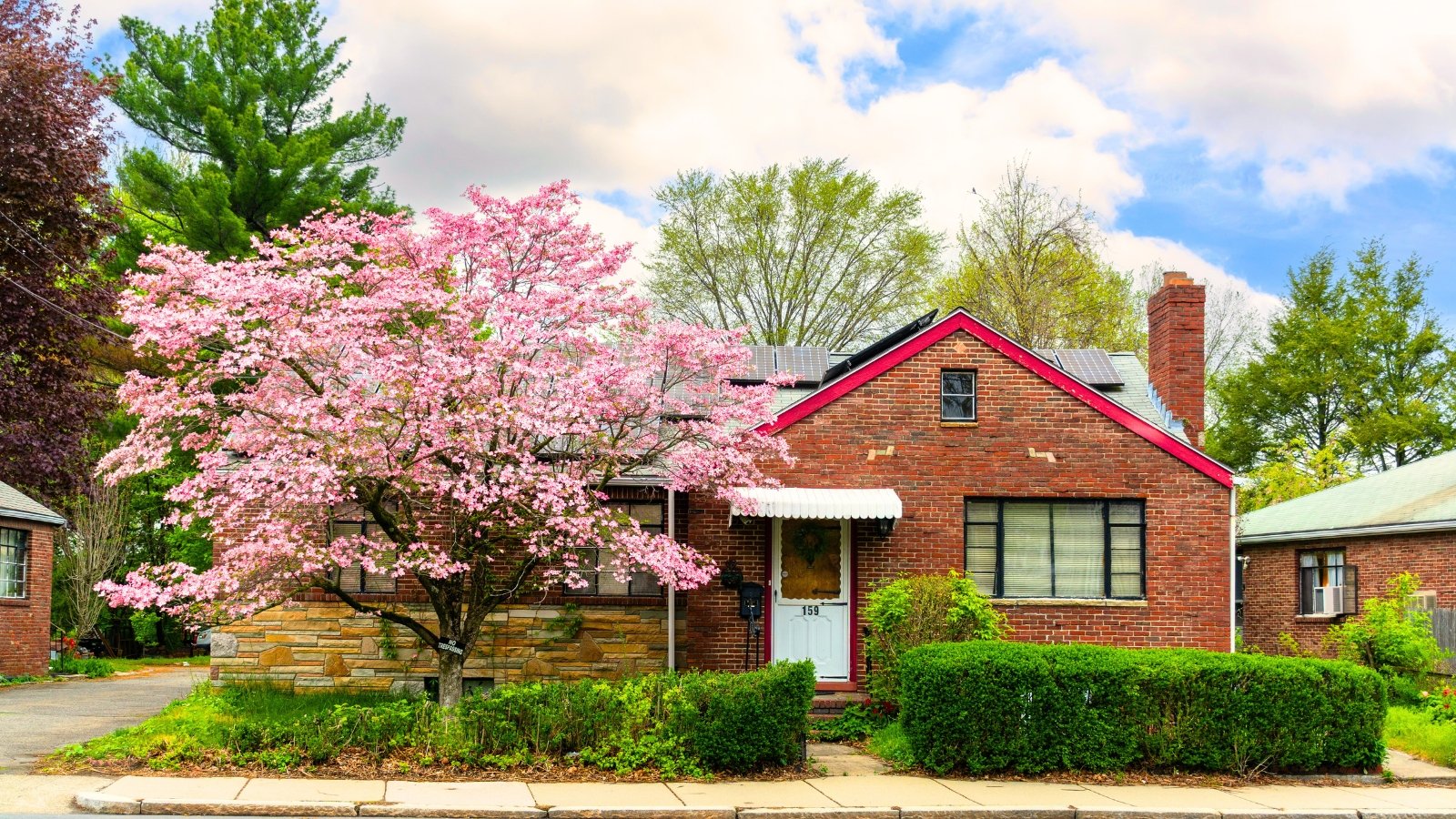 9 Pretty and Petite Trees You Can Grow Near Your House