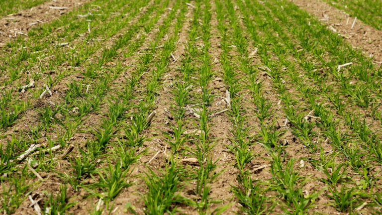 Rye Cover Crop: Winter Ground Covers