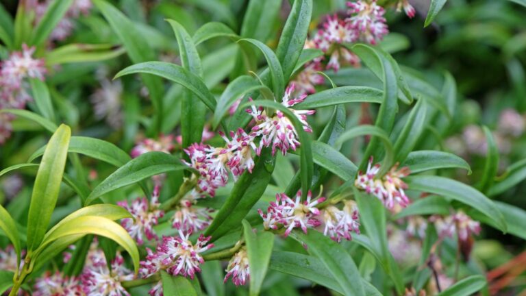 How to Plant, Grow, and Care For Sweetbox Shrubs