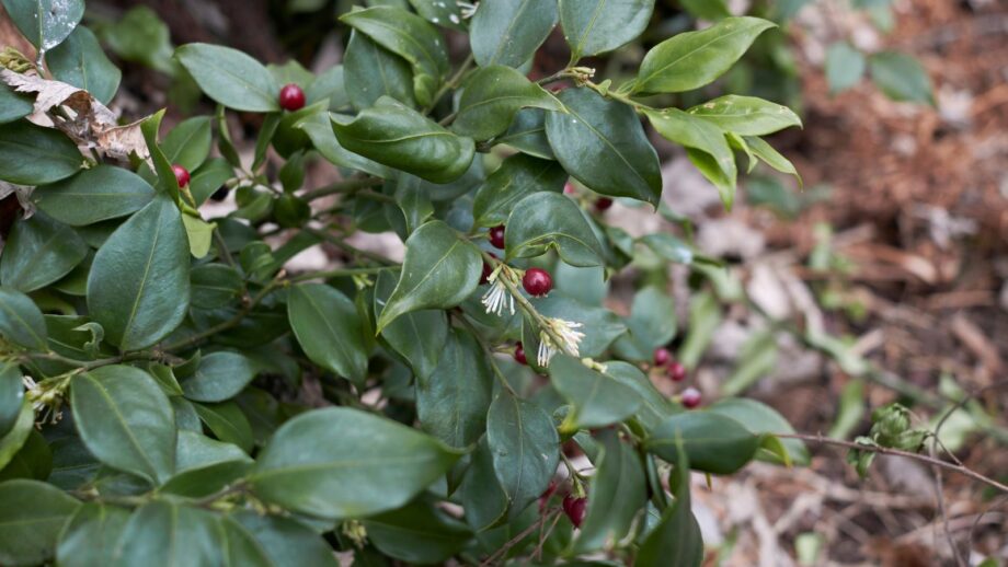 How to Plant, Grow, and Care For Sweetbox Shrubs