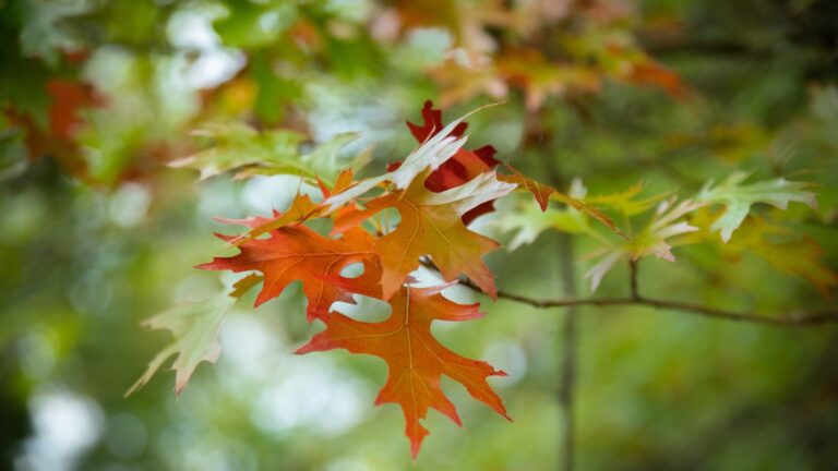 How to Plant, Grow, and Care for Scarlet Oak Trees